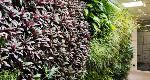 Las 10 especies que mejor funcionan en Jardines Verticales