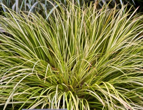 Low-maintenance plants for vertical gardens.