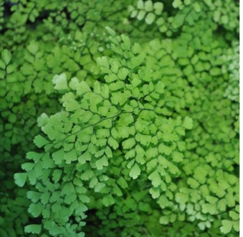 Low-maintenance plants for vertical gardens.