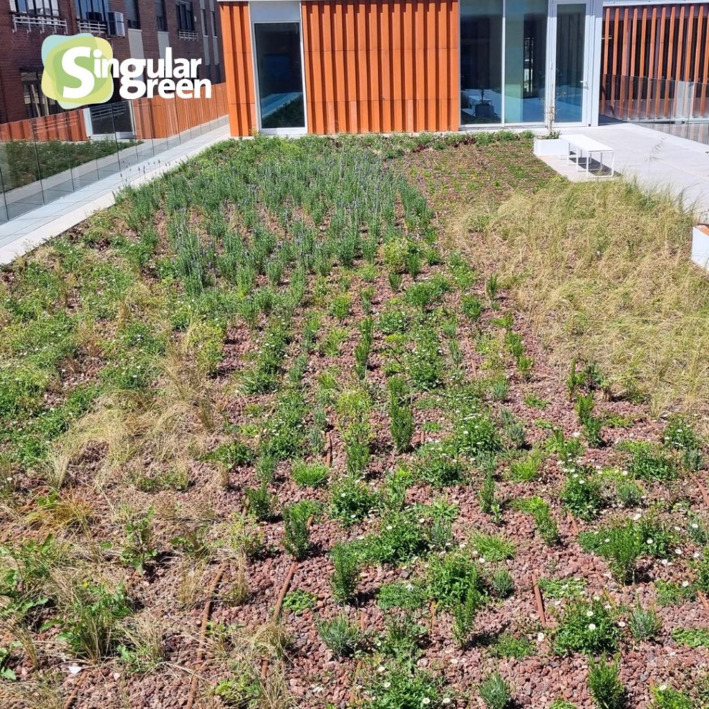 Las 10 especies que mejor funcionan en Jardines Verticales