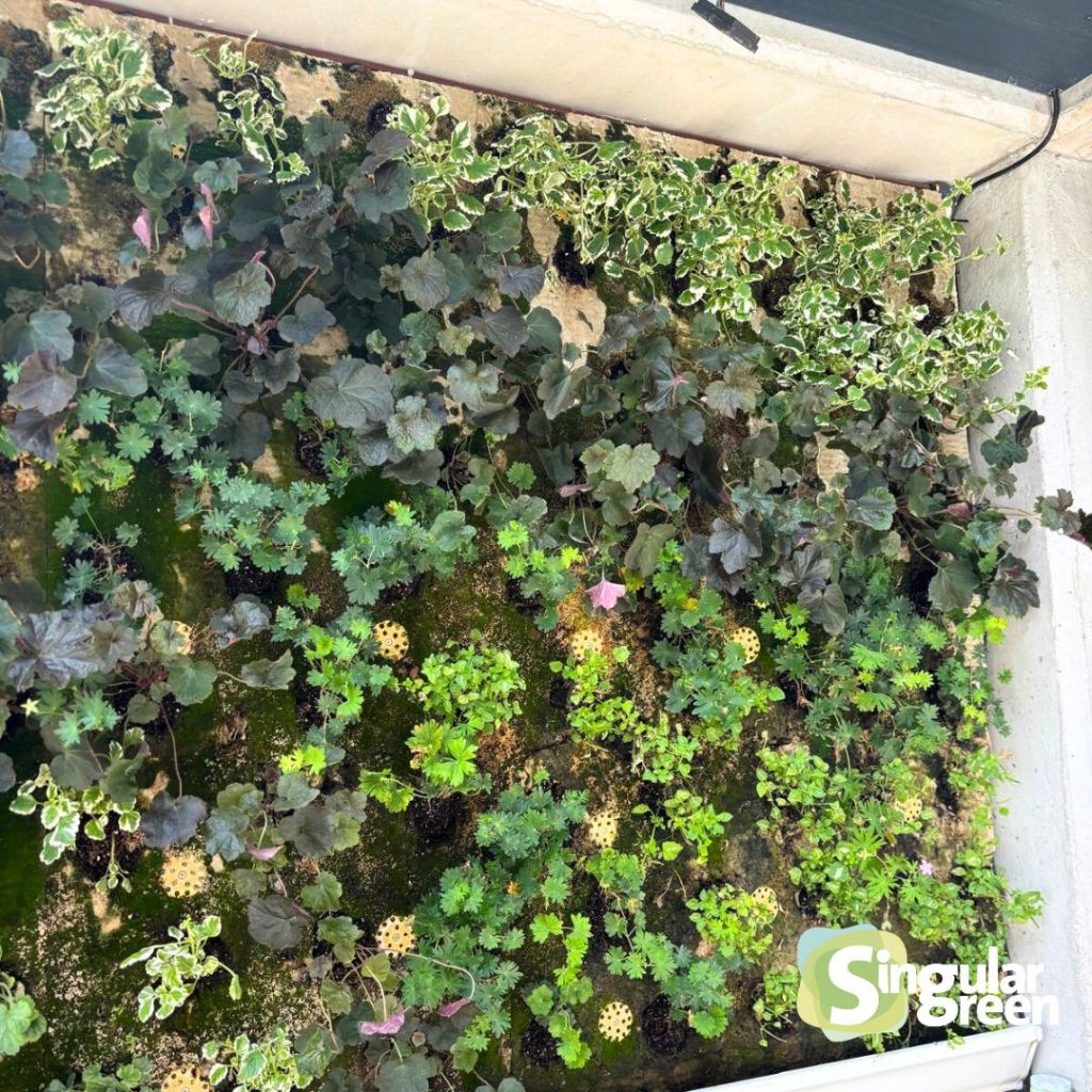 Las 10 especies que mejor funcionan en Jardines Verticales